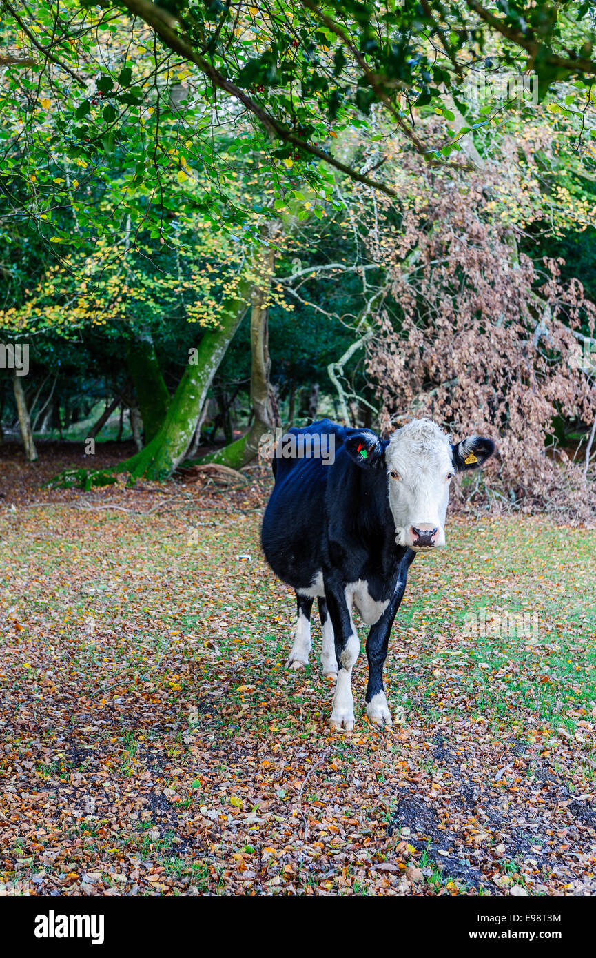 Cow stood in woodland in the New Forest Stock Photo - Alamy
