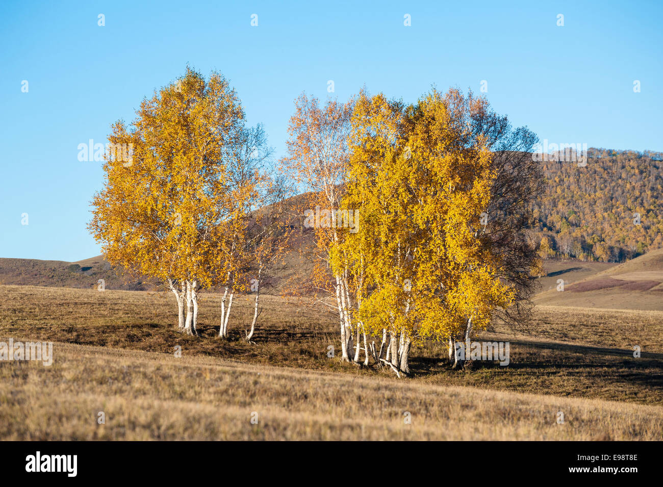 Silver birch tree golden hi-res stock photography and images - Alamy
