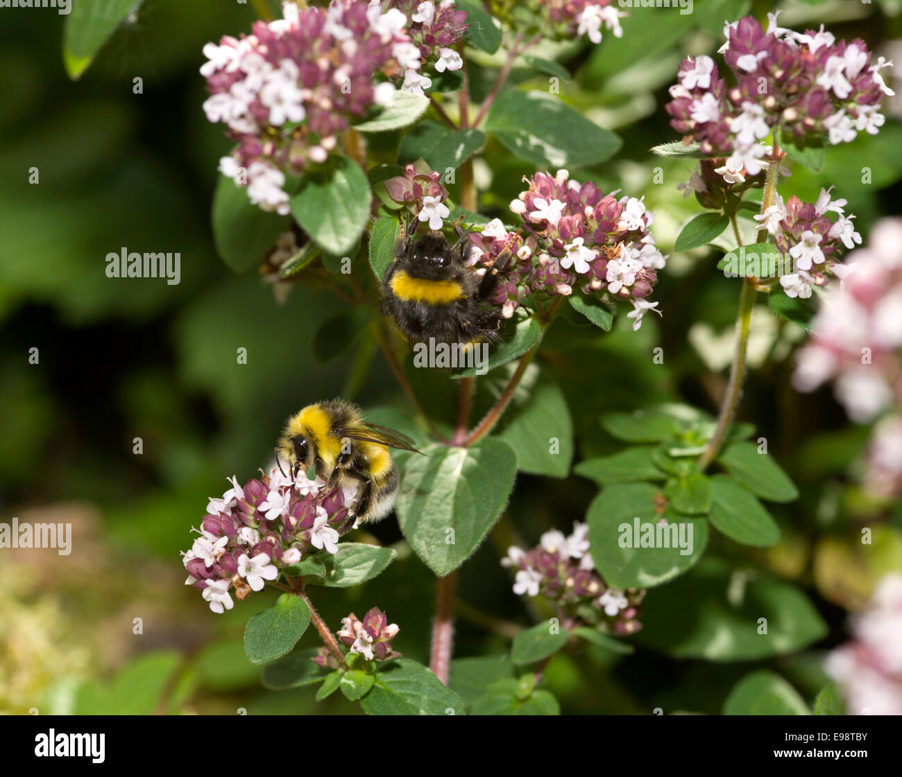 White tailed bumblebee Bombus lucorum collects nectar from the flowers ...