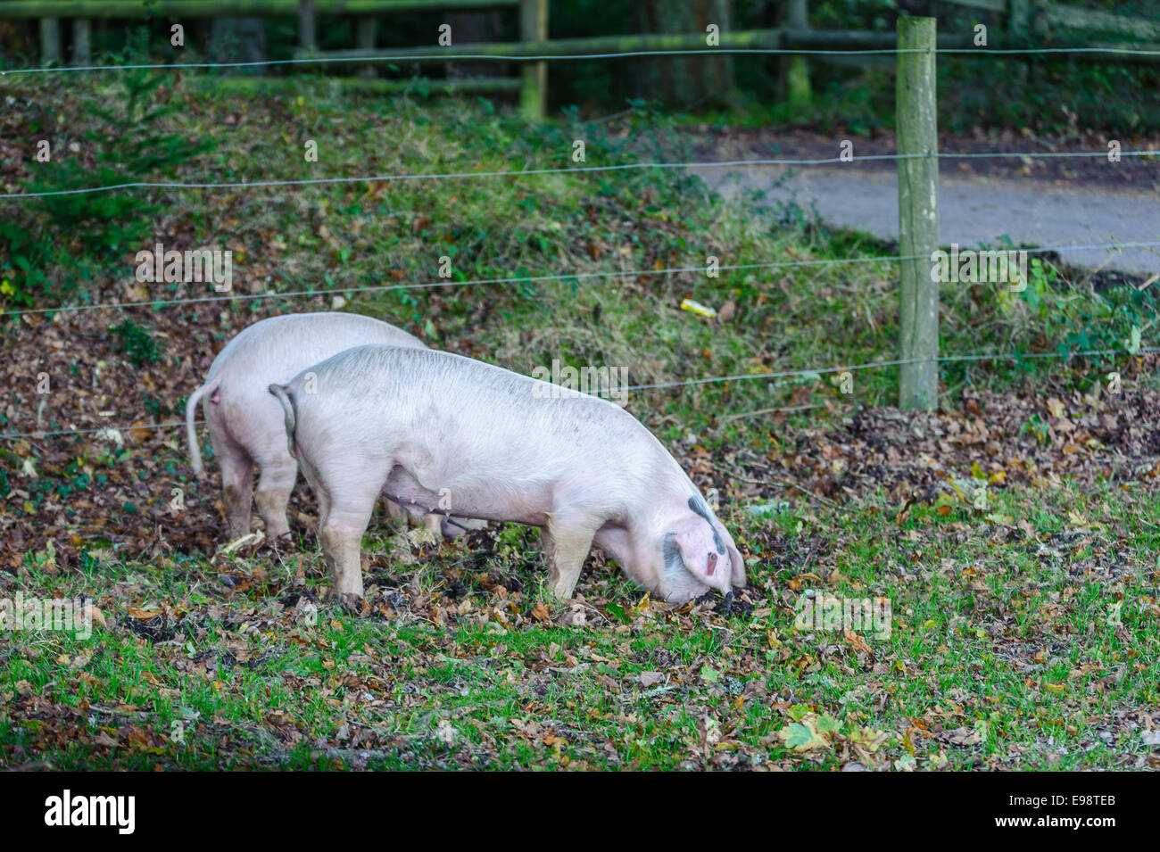 Free roaming pigs in the New Forest. Pannaging for acorns Stock Photo ...