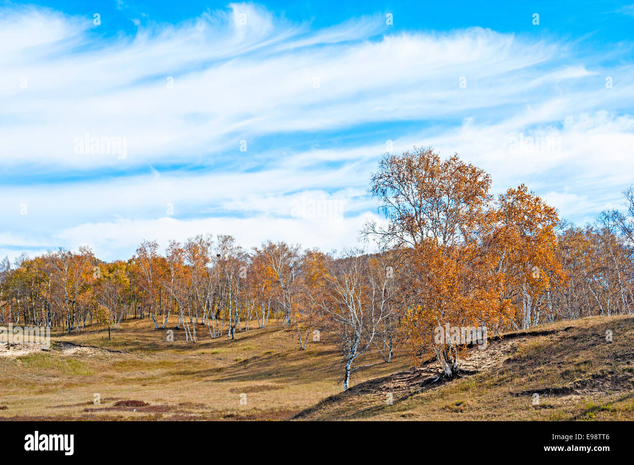 Silver birch tree golden hi-res stock photography and images - Alamy