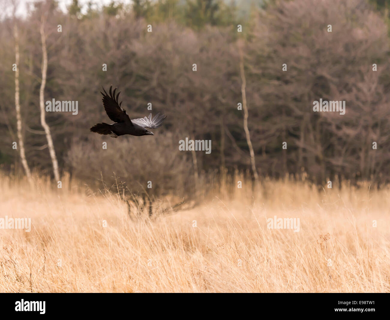 Raven in focus hi-res stock photography and images - Alamy