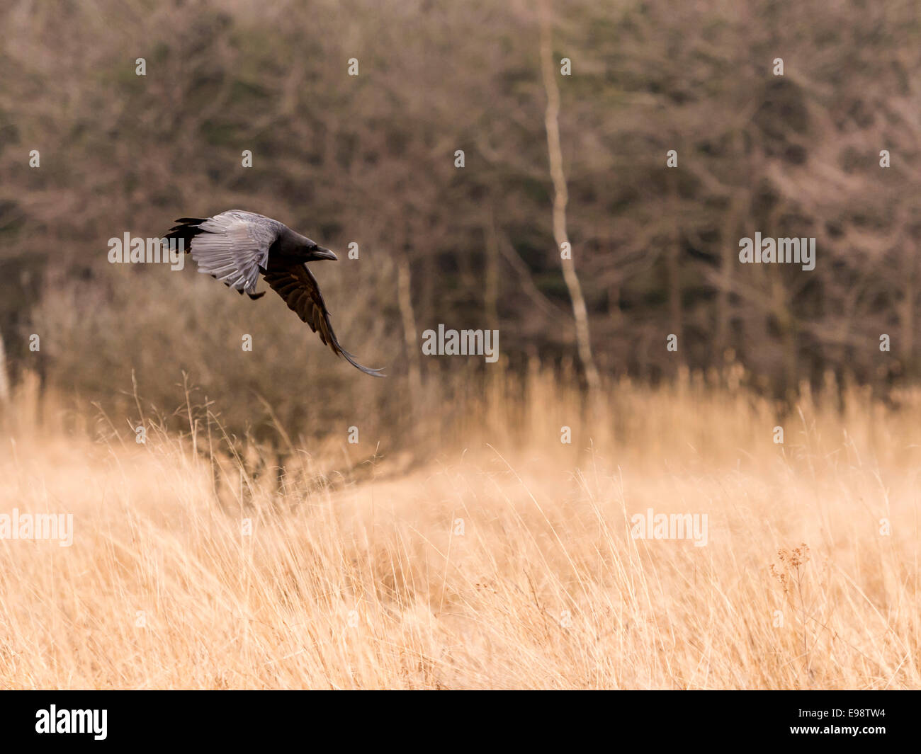 Raven habitat hi-res stock photography and images - Alamy
