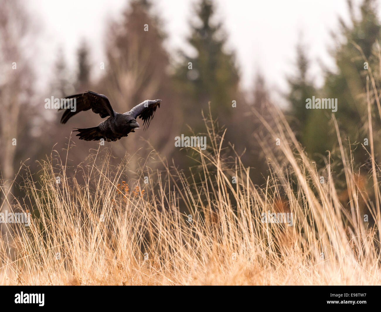 Raven habitat hi-res stock photography and images - Alamy