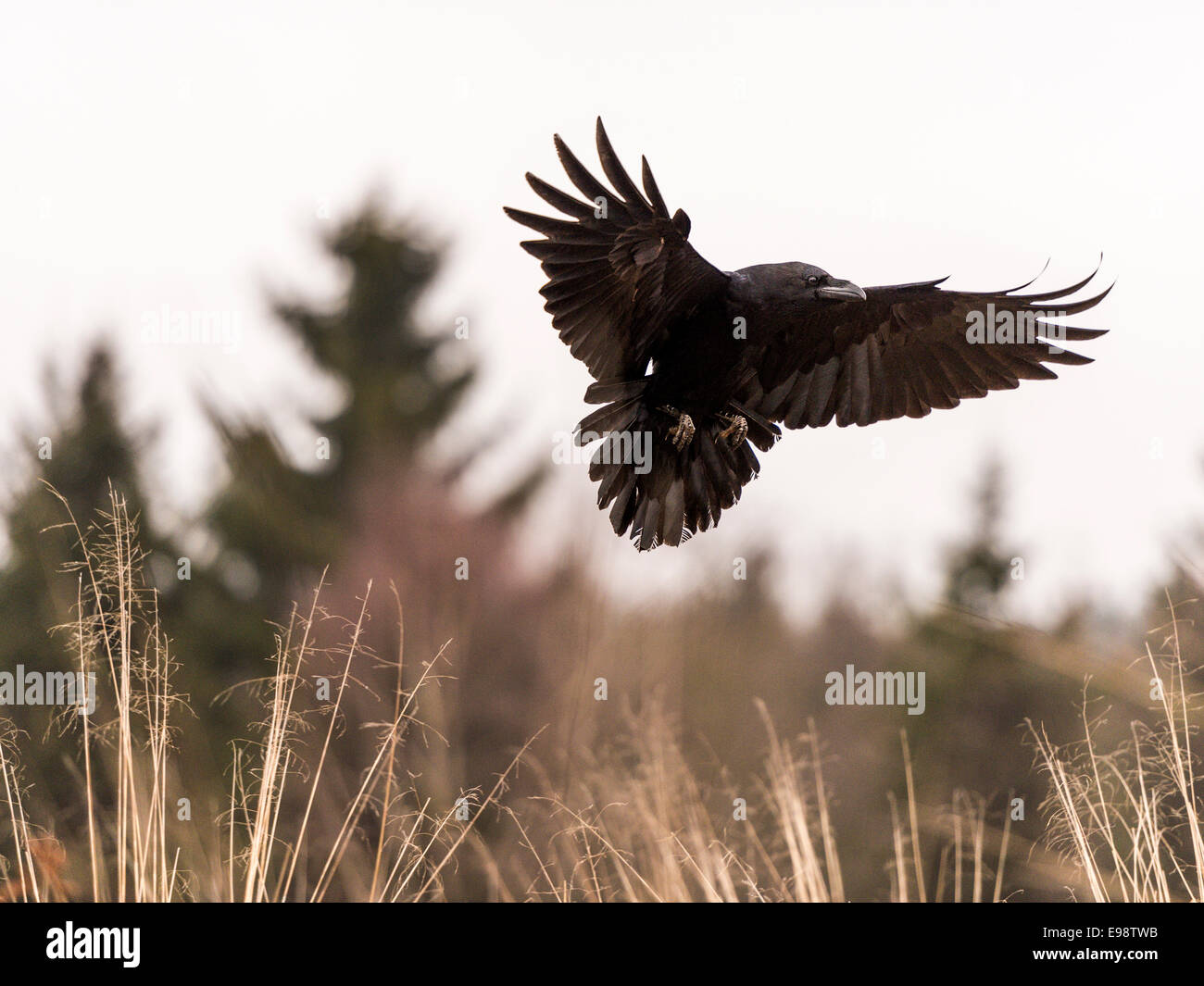 Raven with prey hi-res stock photography and images - Alamy