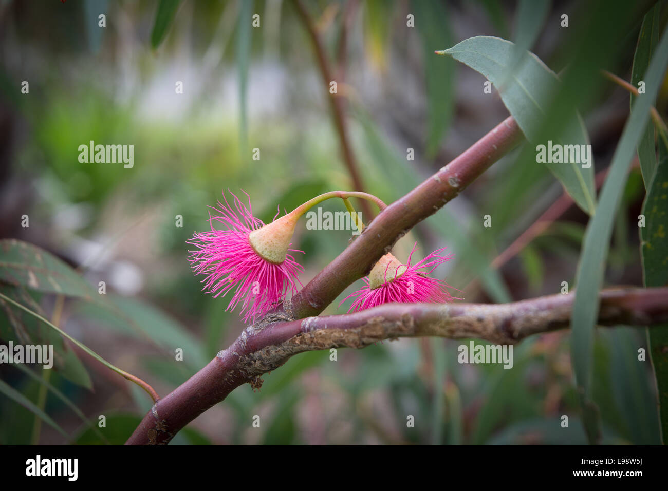 Flowering gum hi-res stock photography and images - Alamy