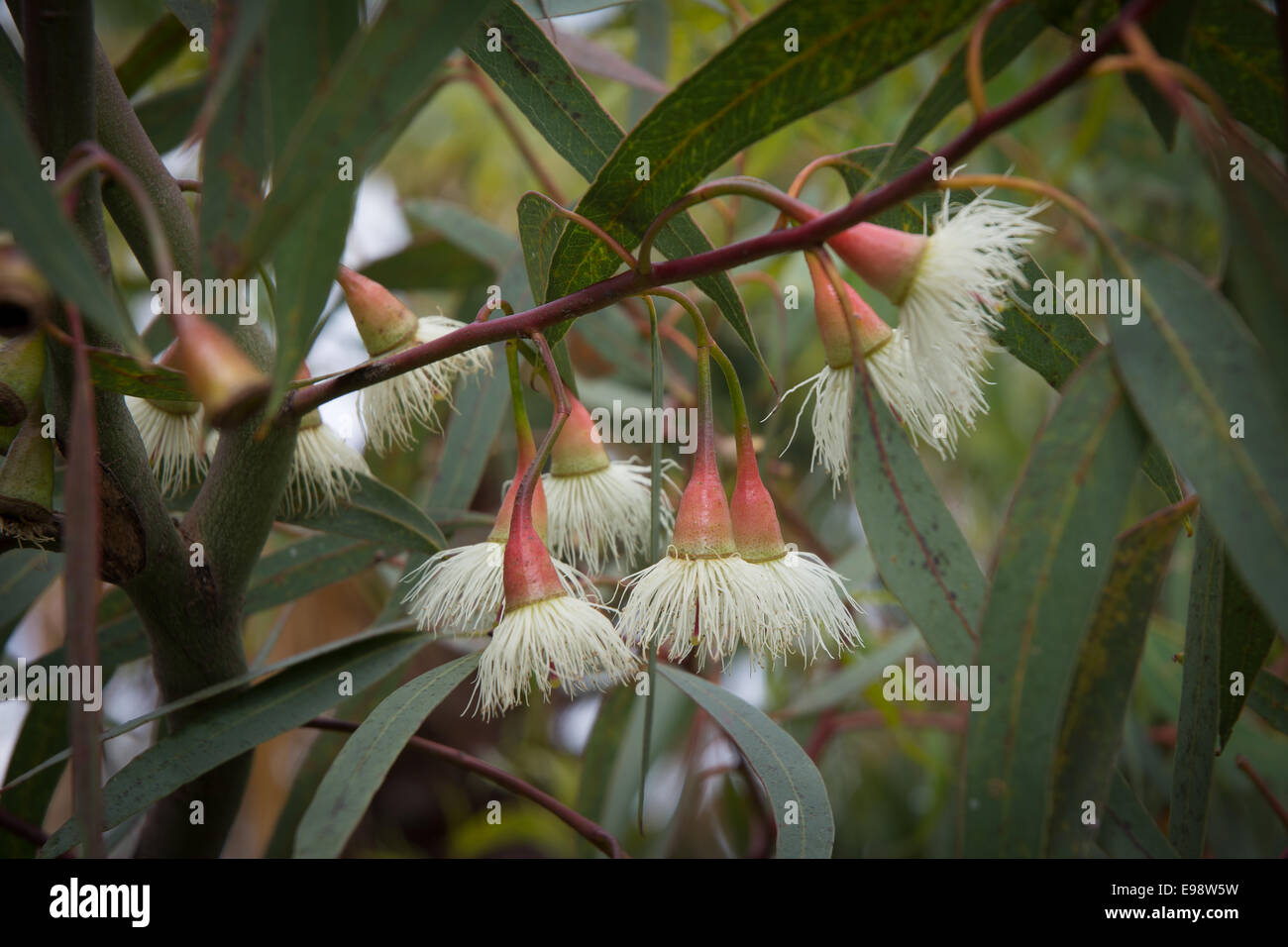 Red flowering gum tree hi-res stock photography and images - Alamy