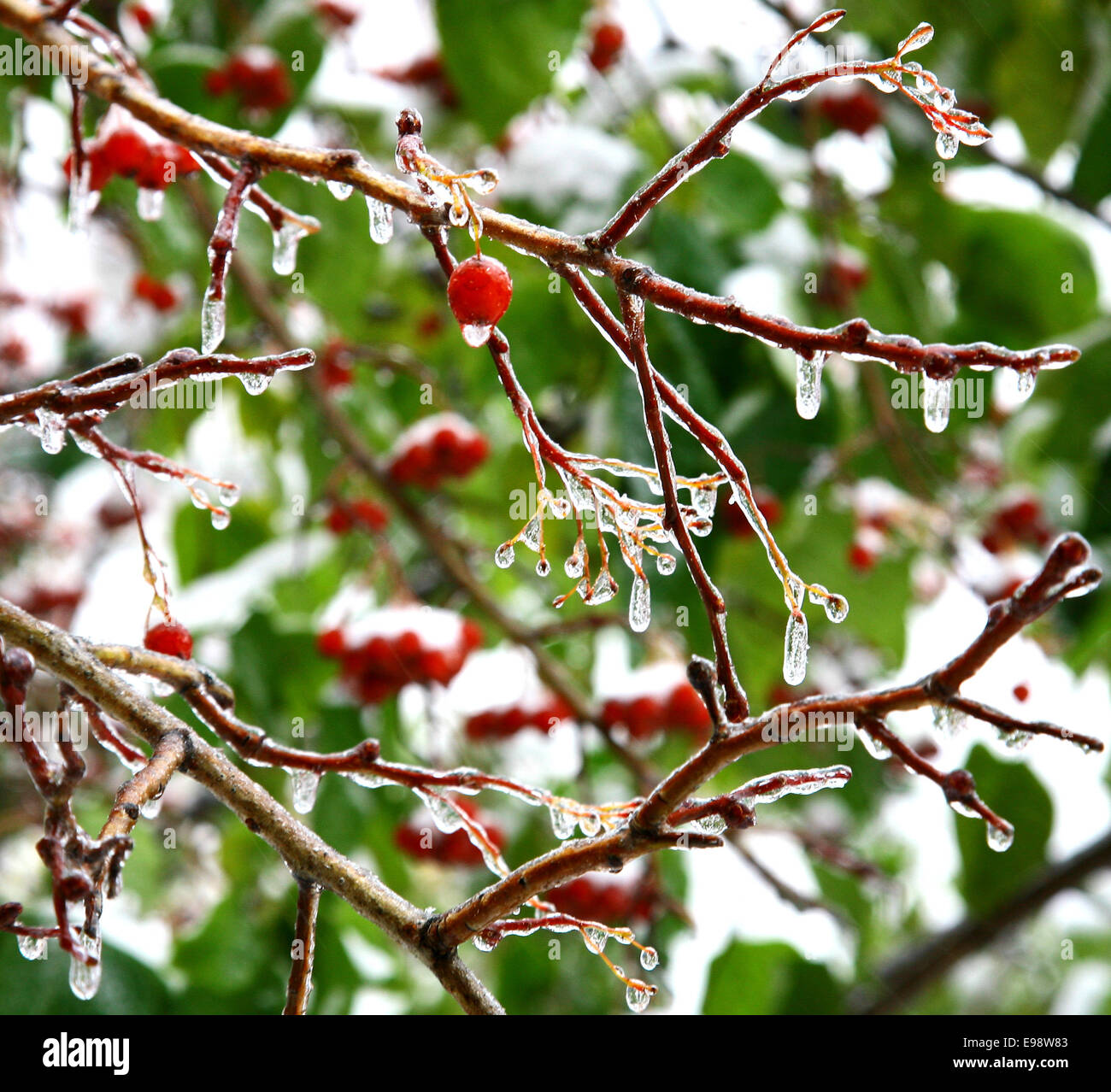 Icicles on apple tree in snowy autumn weather Stock Photo - Alamy