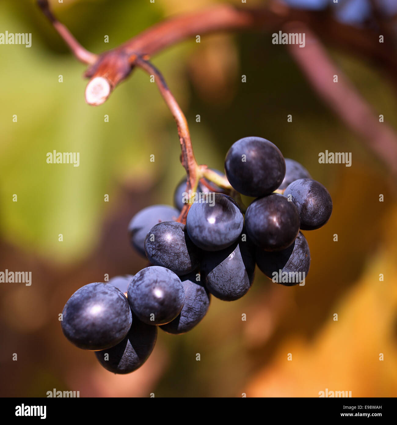 A branch of dark grapes on autumn background Stock Photo - Alamy