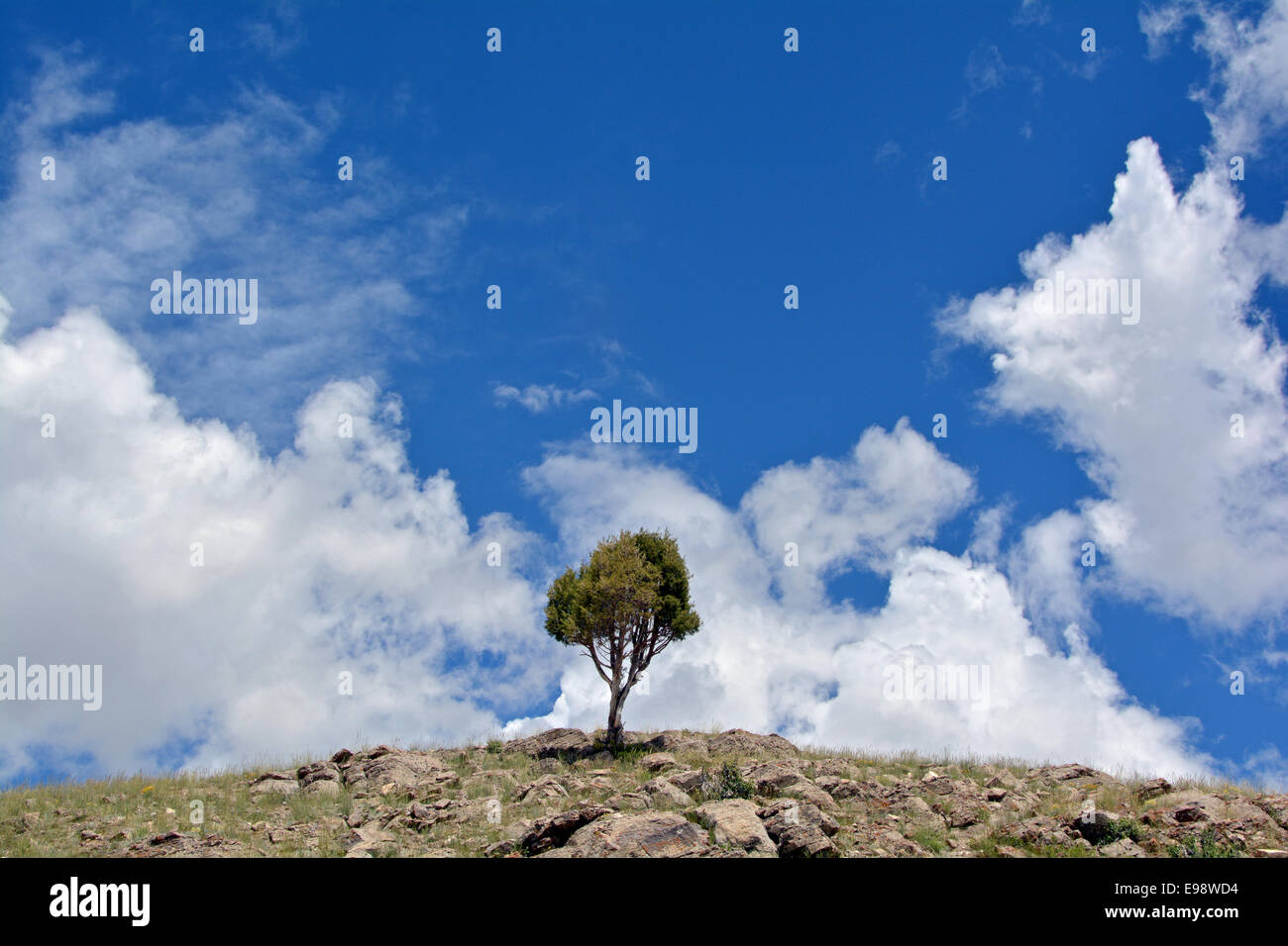 One single small tree on a hill inside the Elk Refuge in Jackson Hole ...