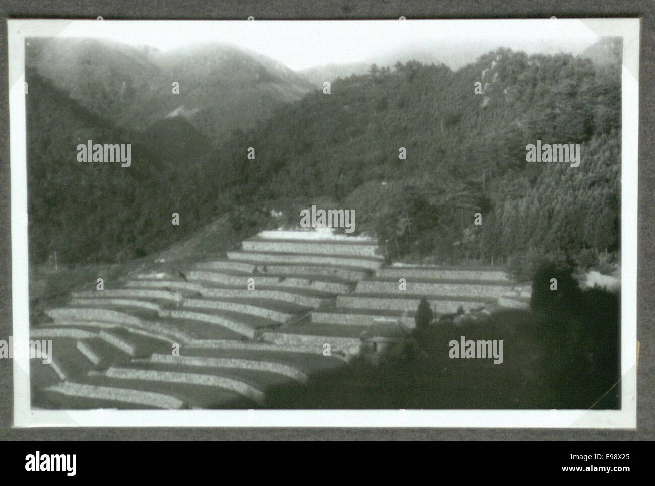 A historical photograph from 1935 showing rice farming in Japan. The ...