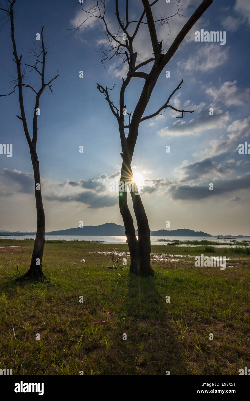 The dead tree and shadow in the reservoir Stock Photo - Alamy