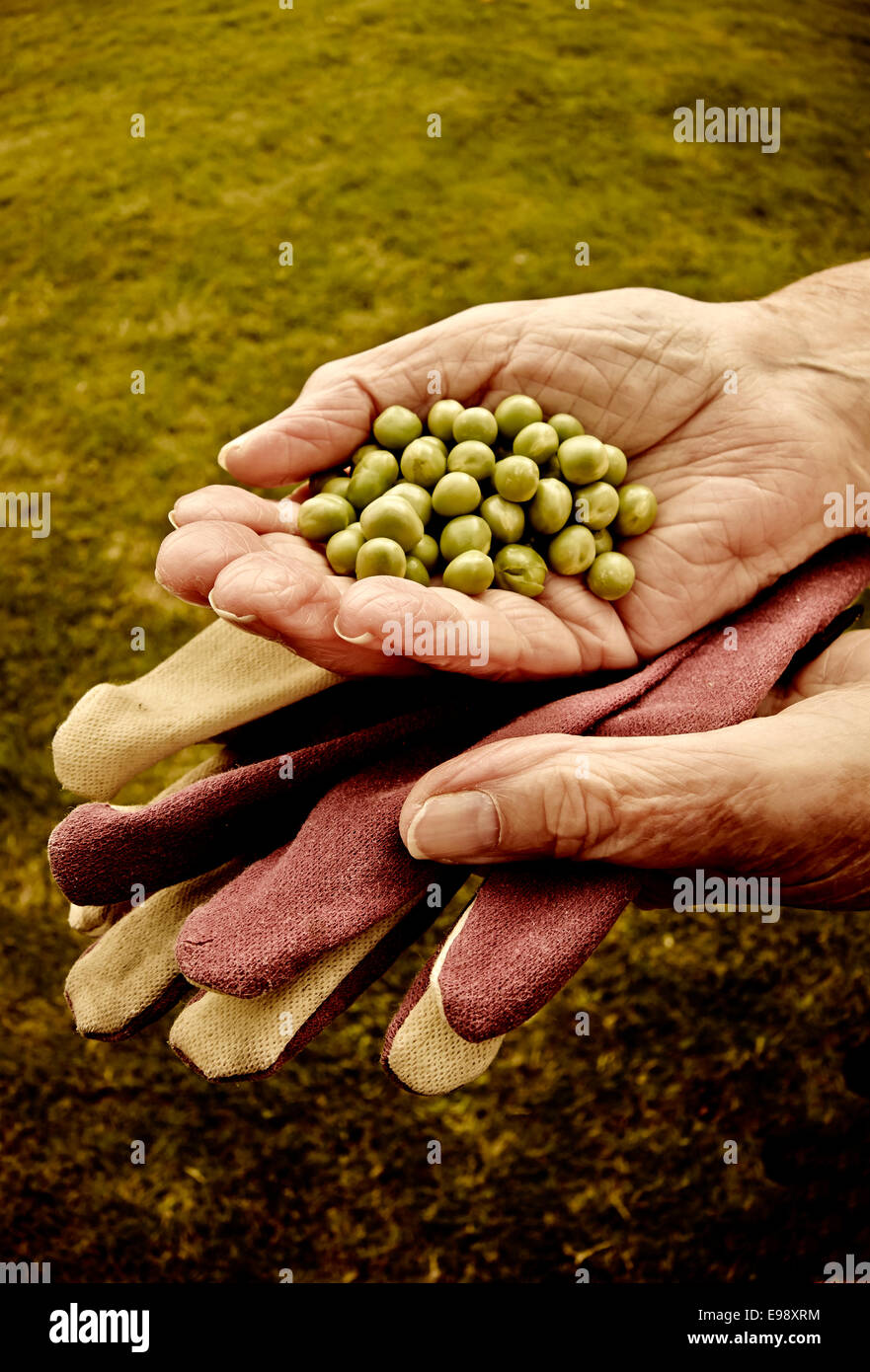 Peas in hand hi-res stock photography and images - Alamy