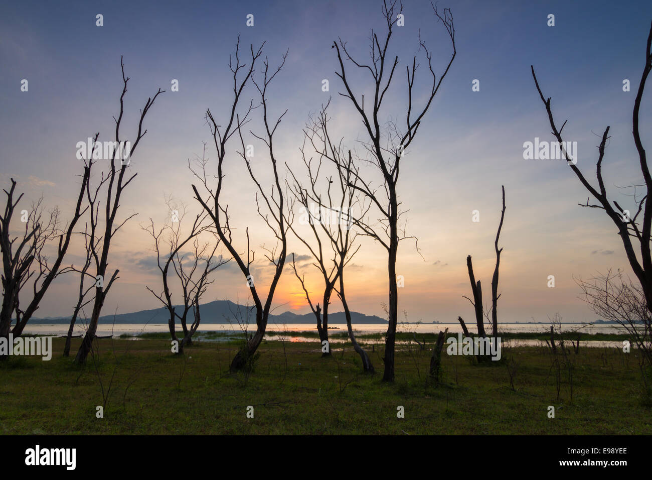 The dead tree with sunset in the reservoir Stock Photo - Alamy