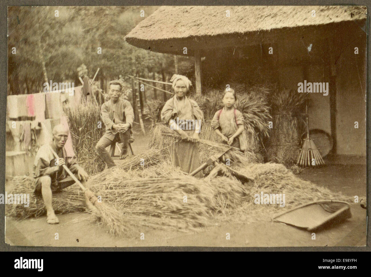 This photograph shows a traditional Japanese threshing scene, where ...