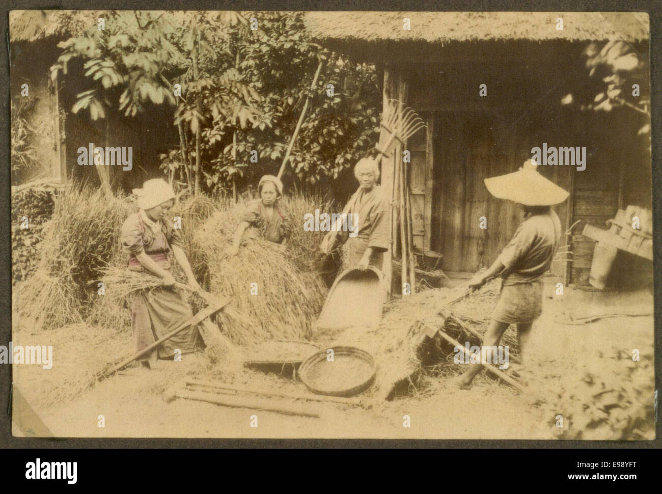 This image depicts farming threshing in Japan, showing a traditional ...