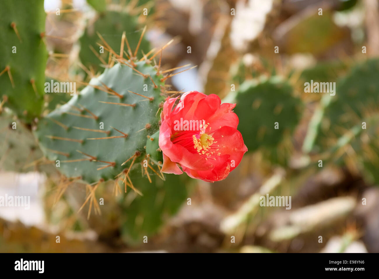 Opuntia flower hi-res stock photography and images - Alamy