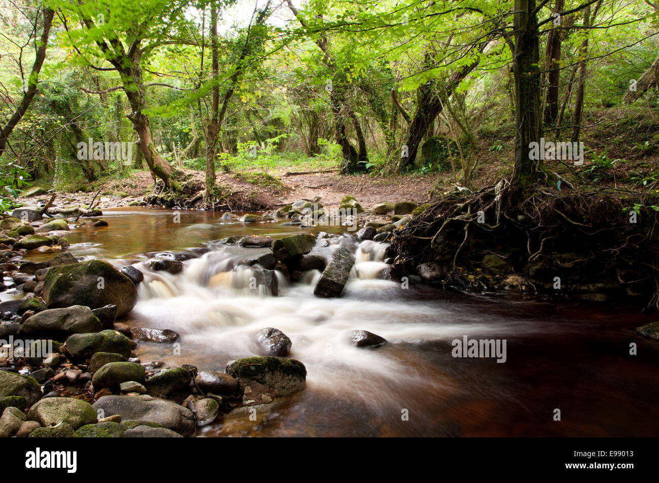 River in the woods Stock Photo - Alamy
