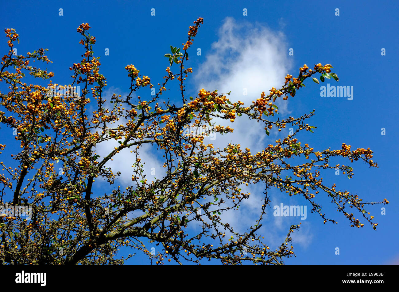 Yellow cherry tree against blue sky Stock Photo - Alamy