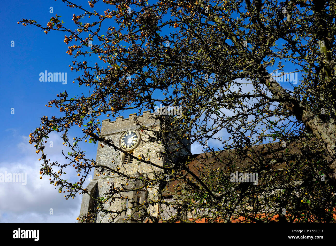 Yellow cherry tree with Church in background Stock Photo - Alamy