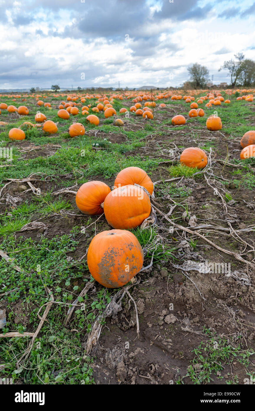Vegetable field crop pumpkin hi-res stock photography and images - Alamy