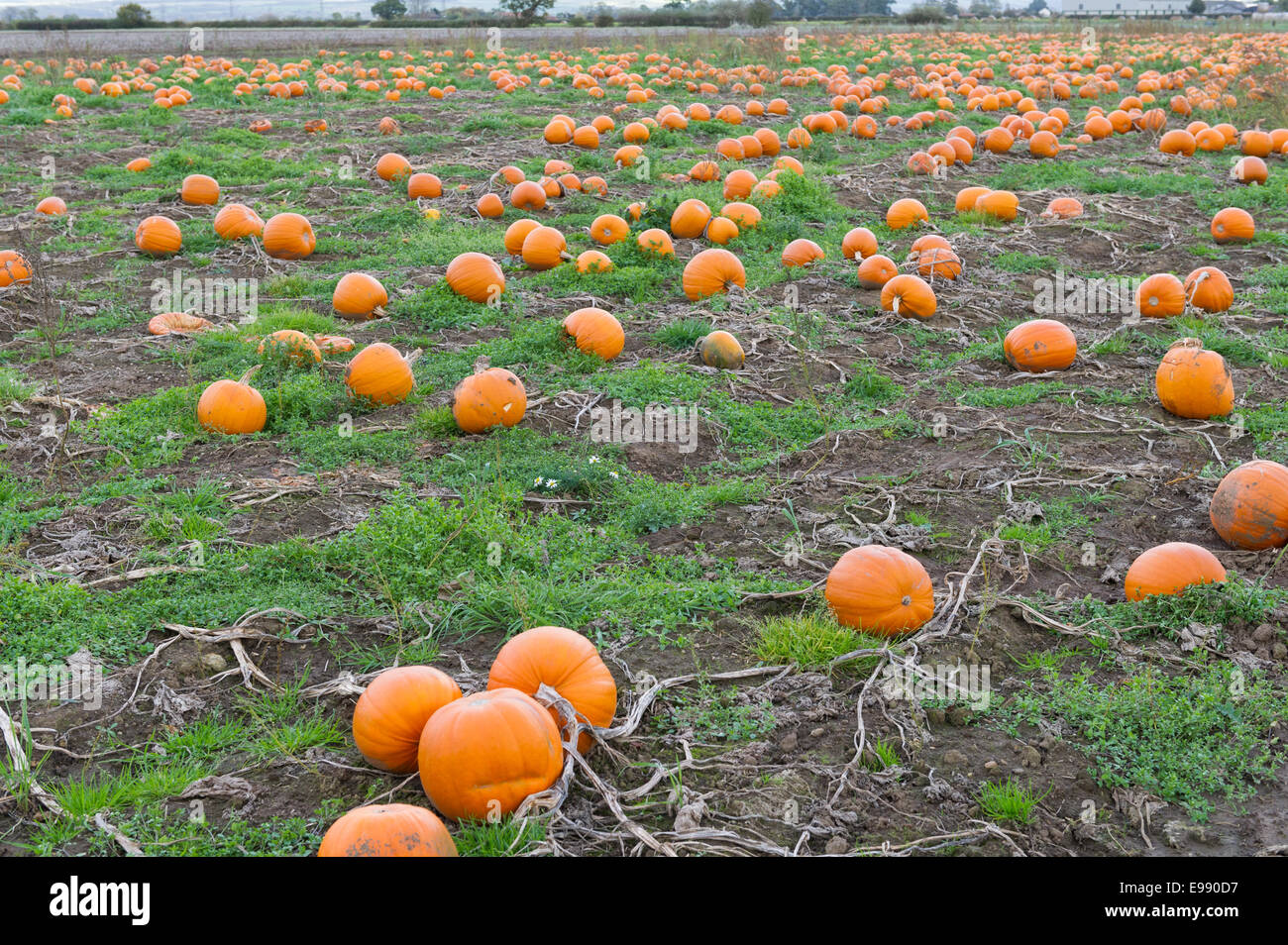 Vegetable field crop pumpkin hi-res stock photography and images - Alamy