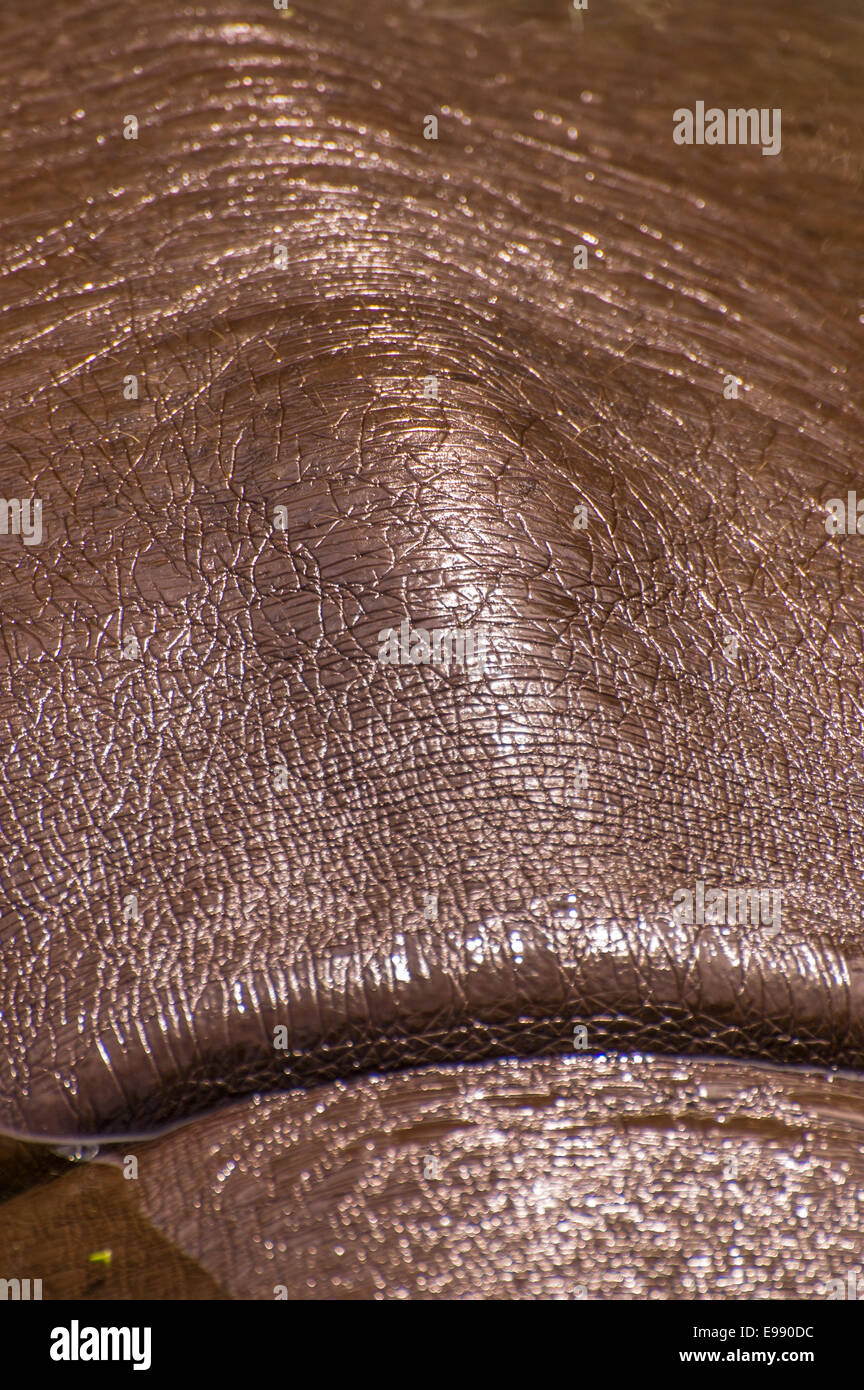 A close up of a hippopotamus' back Stock Photo - Alamy