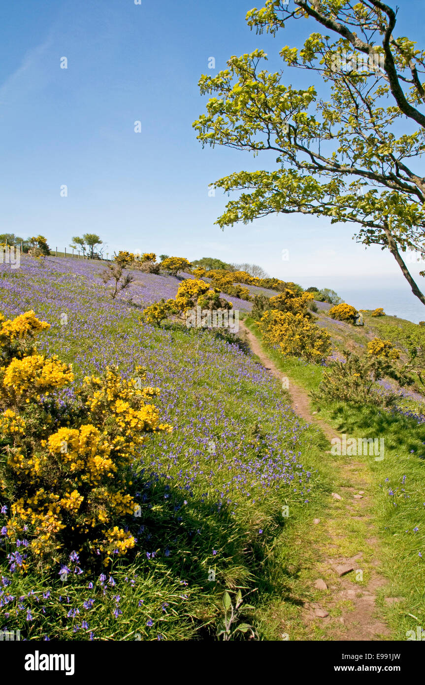 Carpet of bluebells in flower on the north Devon coast path between ...