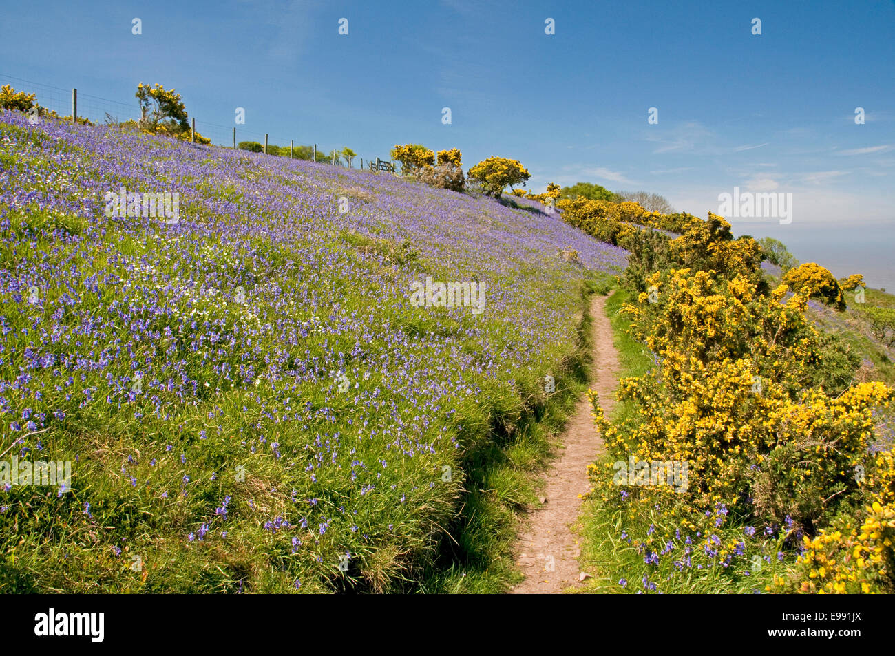 Carpet of bluebells in flower on the north Devon coast path between ...
