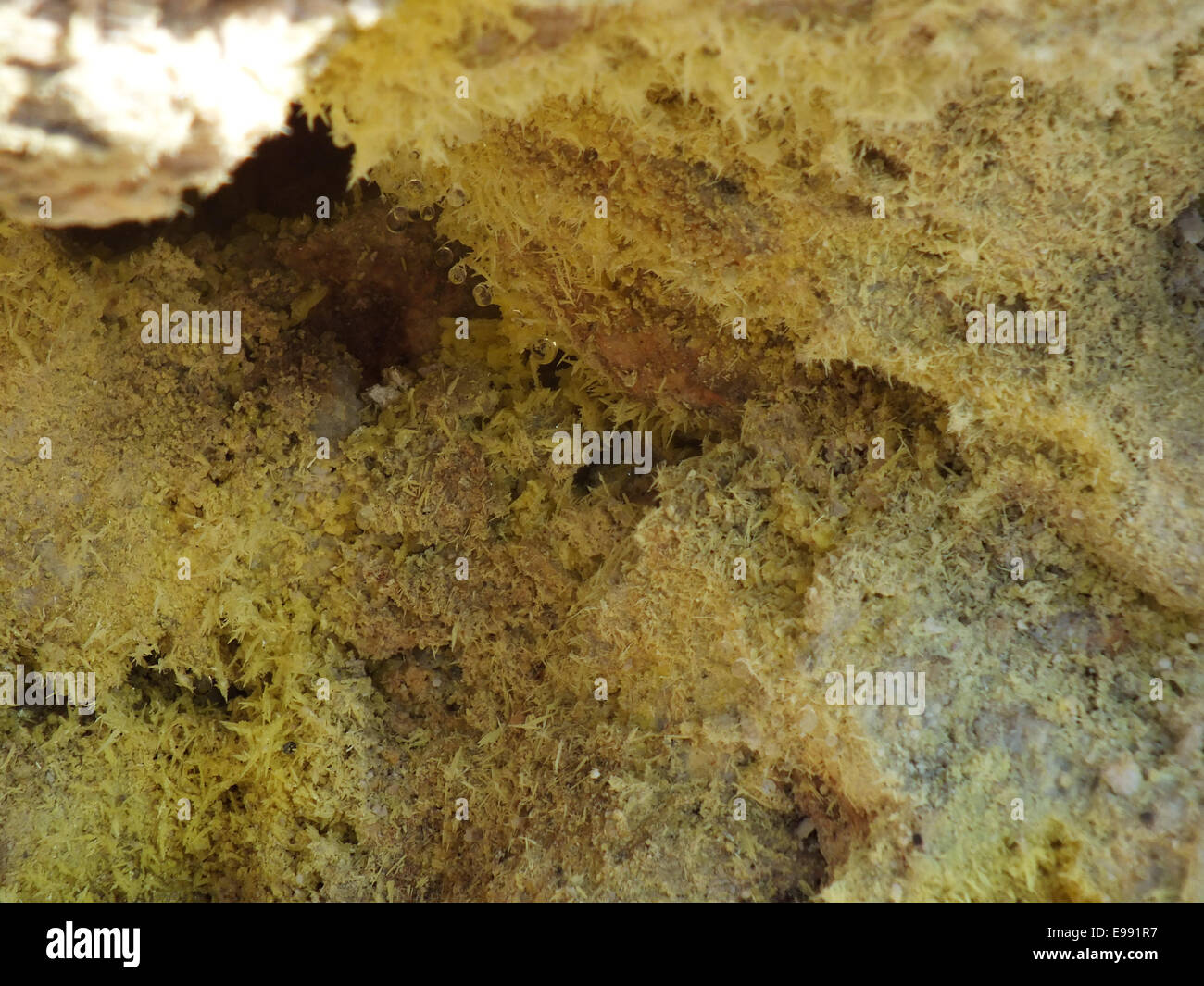 Occur at the crater walls of the Solfatara of toxic sulfur gases and ...