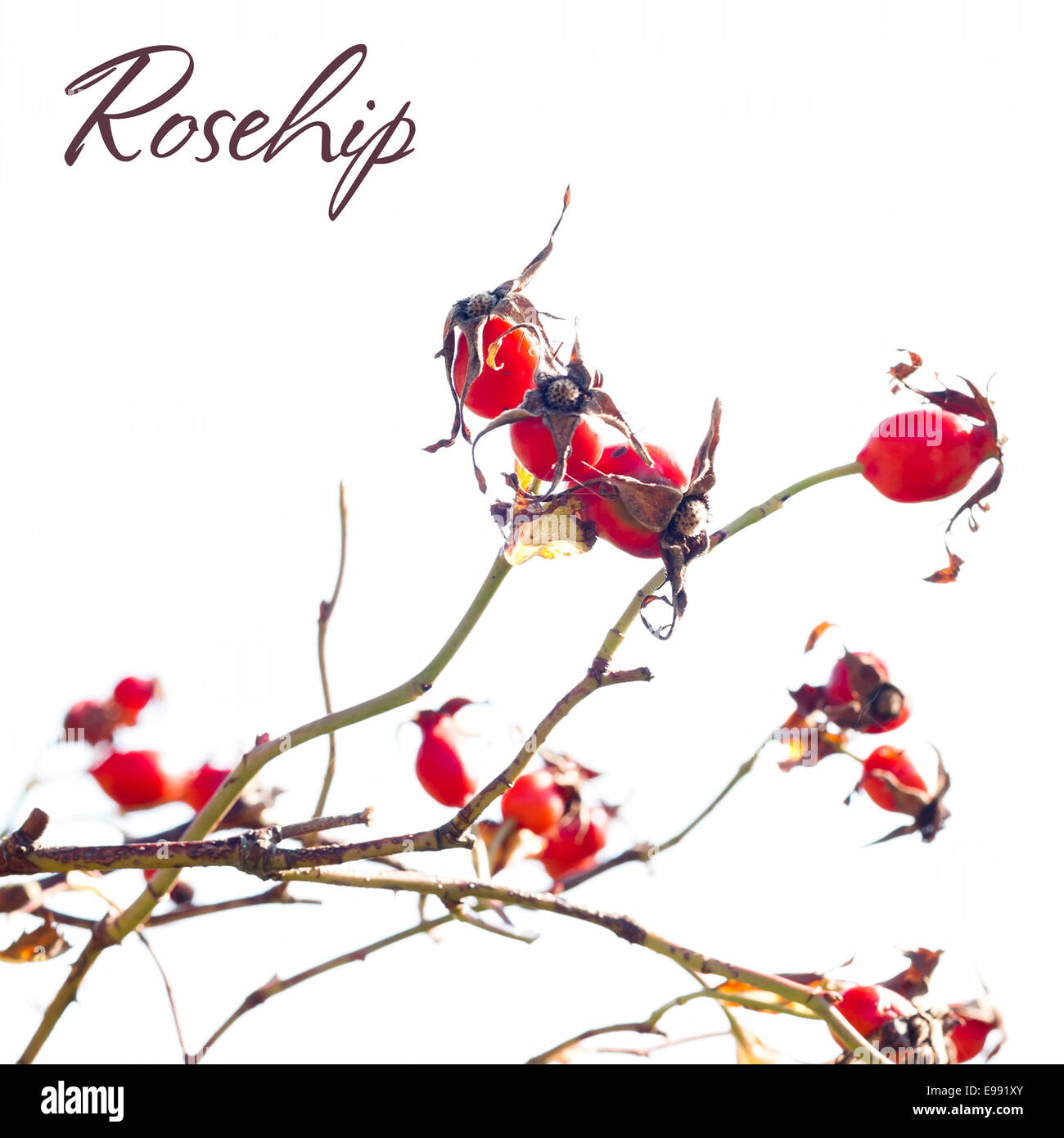 Ripe rose-hips on the branches, isolated on white background. Shallow ...