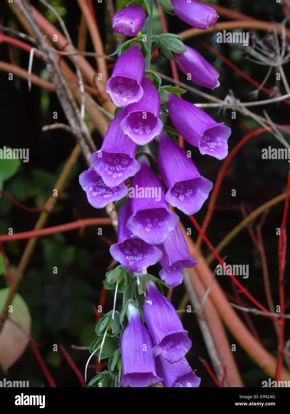 Fingercup Flower in the Eifel Stock Photo - Alamy