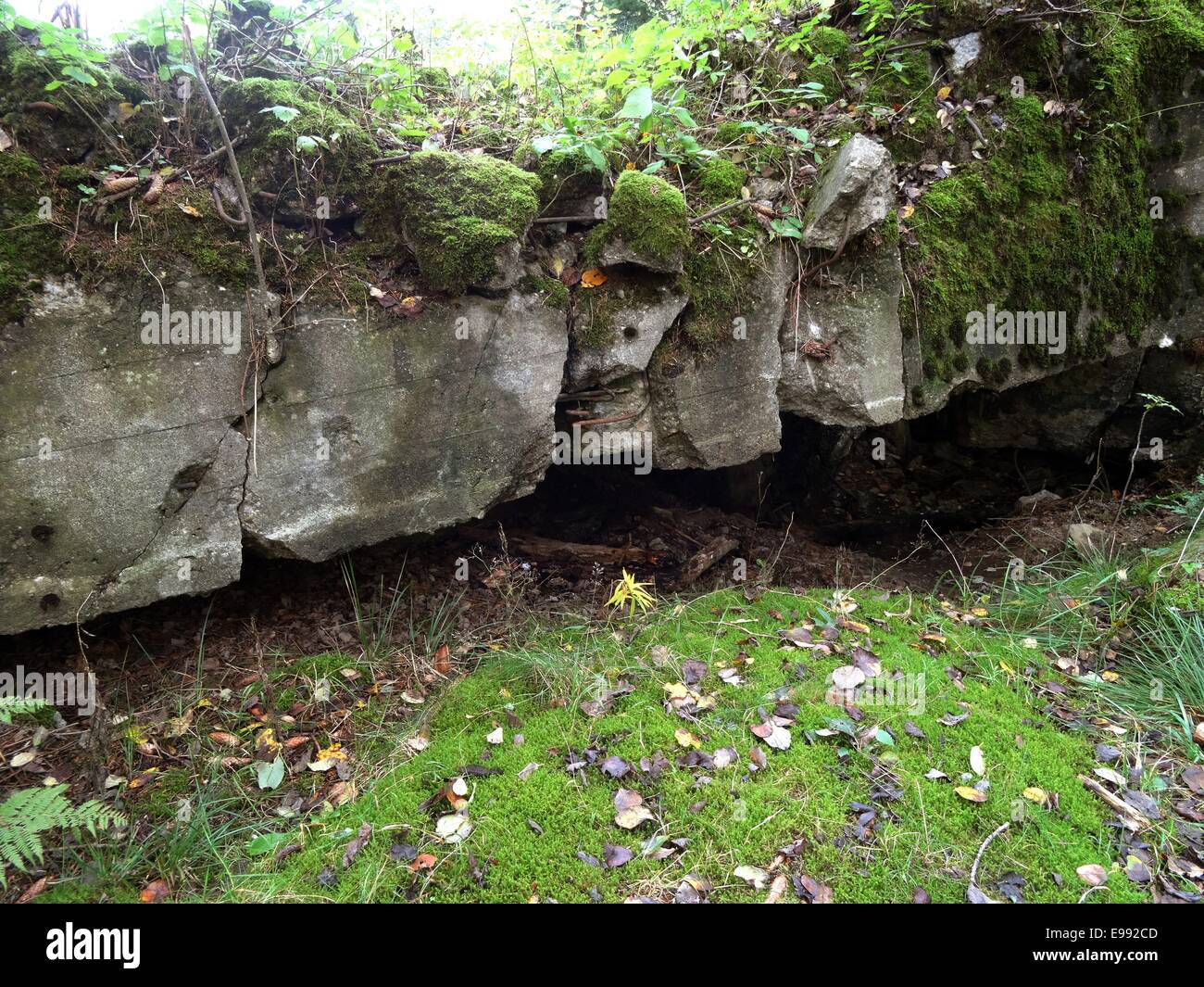Destroyed Bunker on the Westwall Line in Hürtgenwald Stock Photo - Alamy