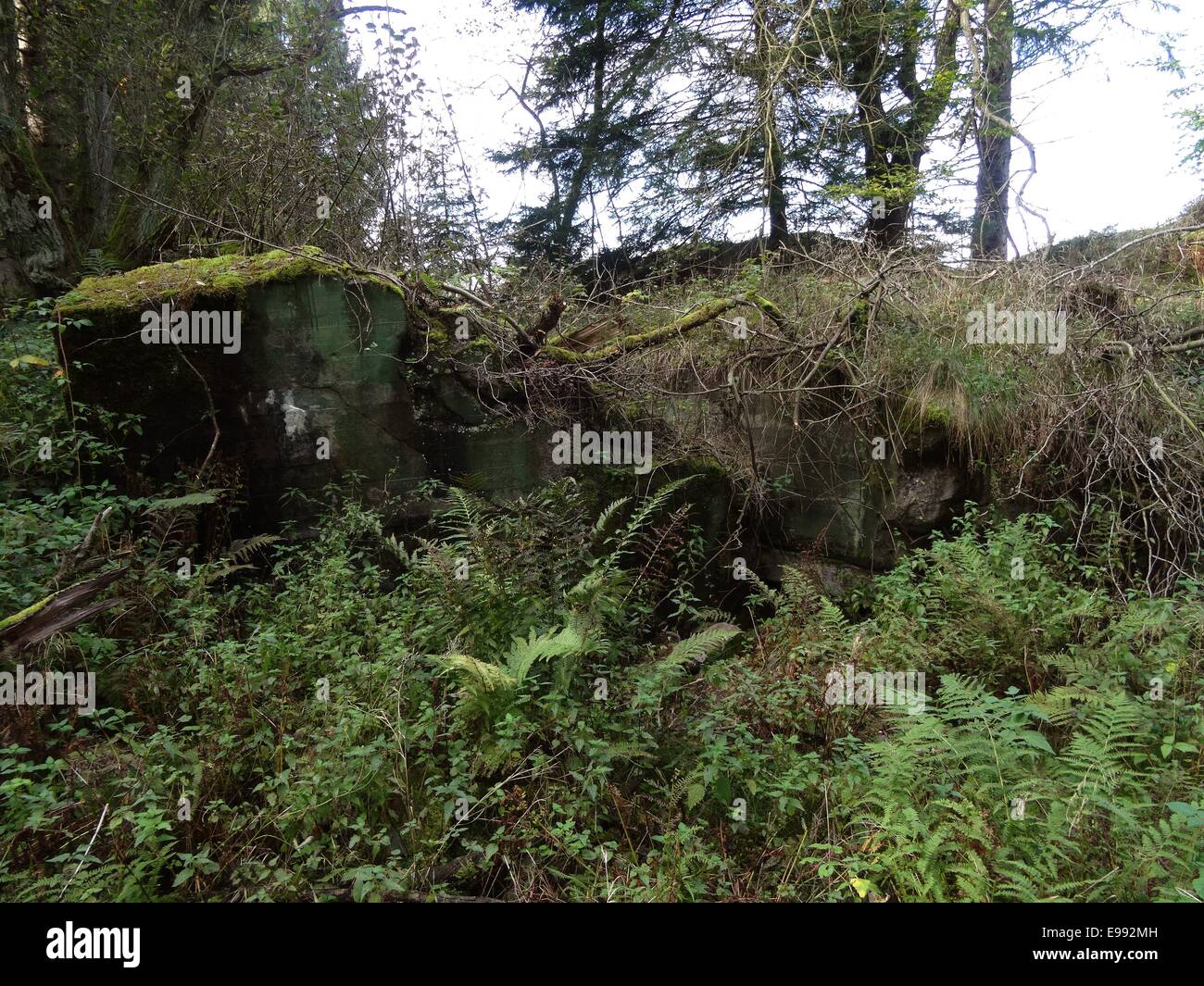 Destroyed Bunker of the Westwall Line in Eifel Stock Photo - Alamy