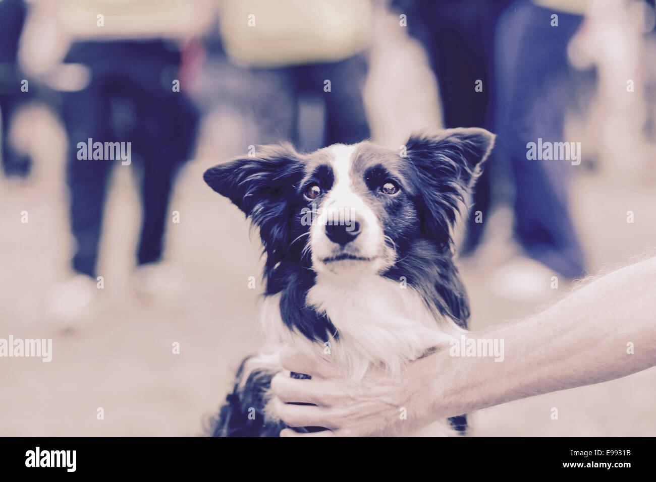 Crowd and dogs hi-res stock photography and images - Alamy