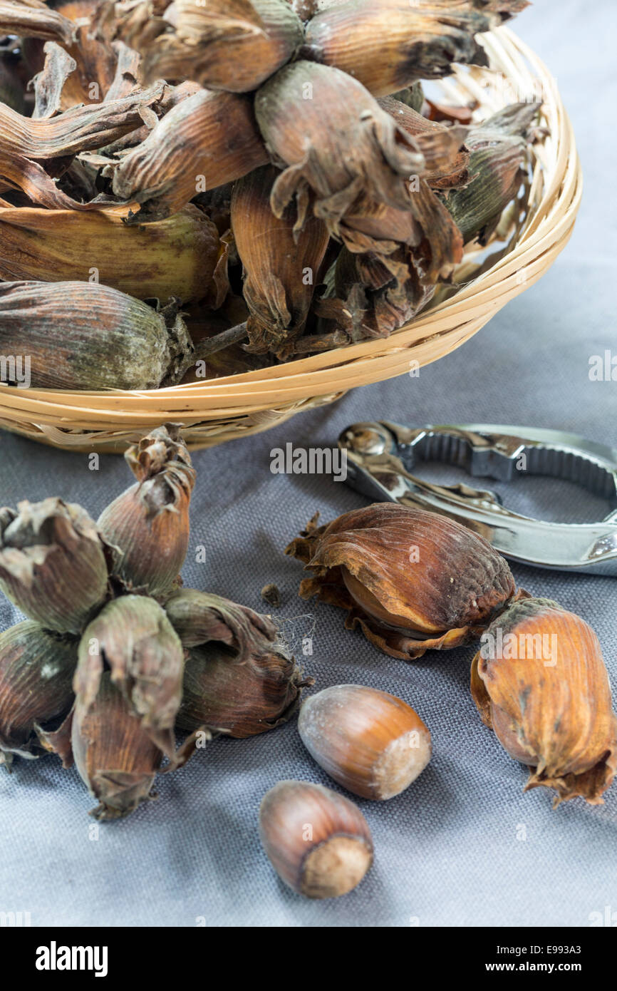 Fresh Kent Cobnuts with nut cracker Stock Photo - Alamy
