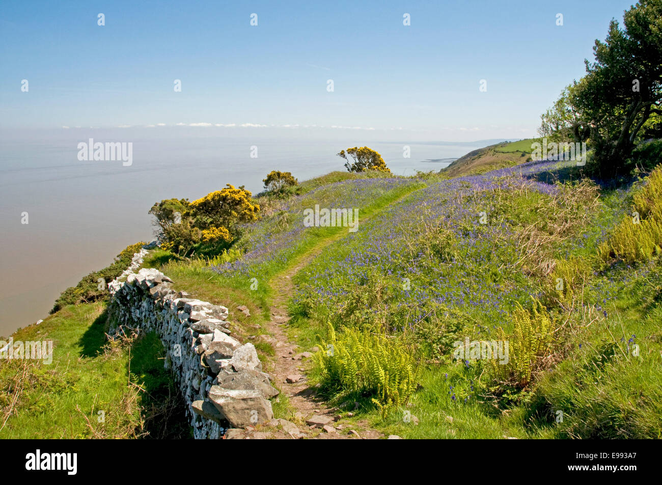 Carpet of bluebells in flower on the north Devon coast path between ...