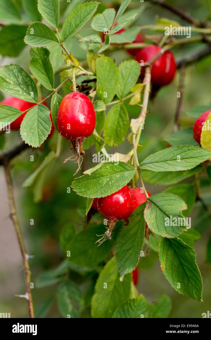Rosehip powder hi-res stock photography and images - Alamy