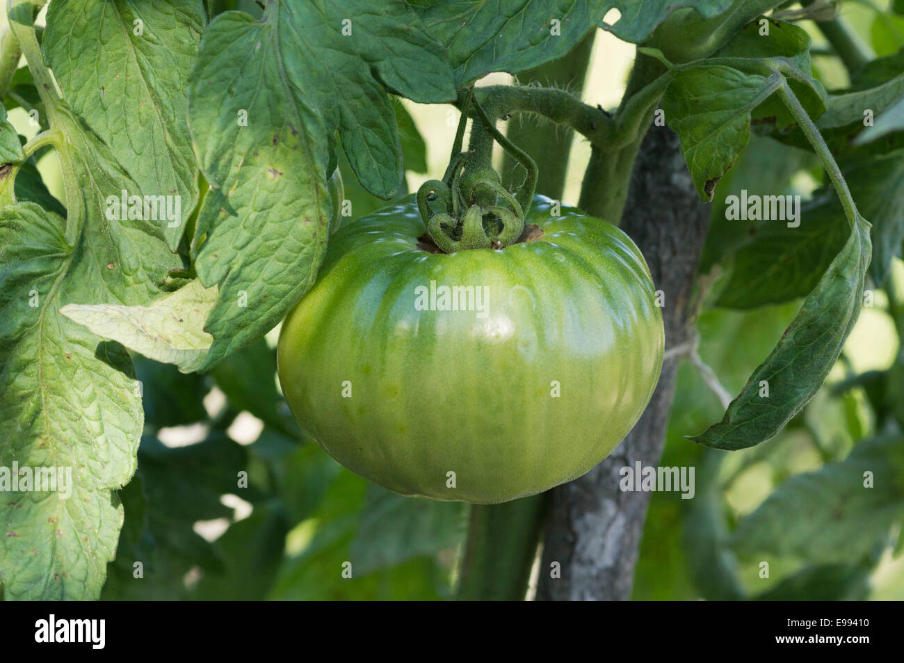 Large Unripe Flesh Tomato on Tomato plant Stock Photo - Alamy