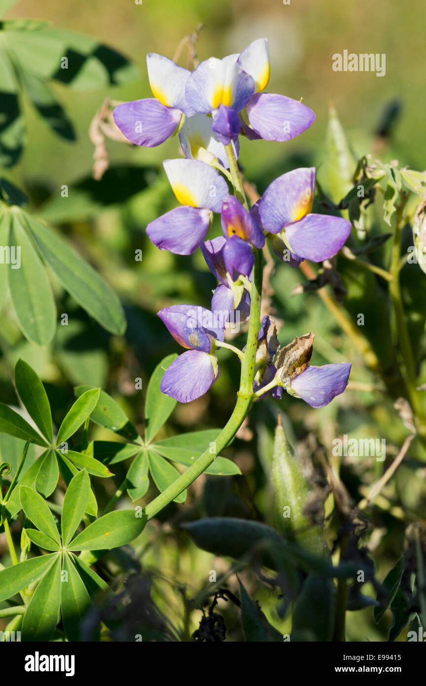Lupine mutabilis hi-res stock photography and images - Alamy