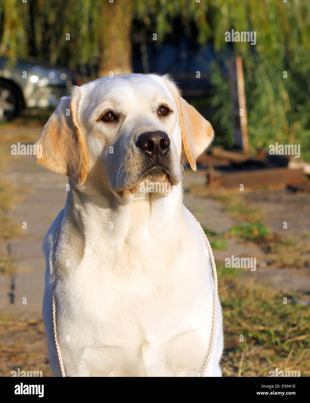 yellow nice labrador in the park in summer Stock Photo - Alamy