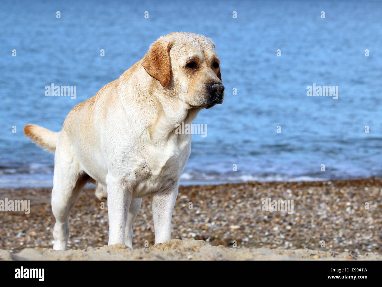 yellow labrador playing in sand at the sea Stock Photo - Alamy