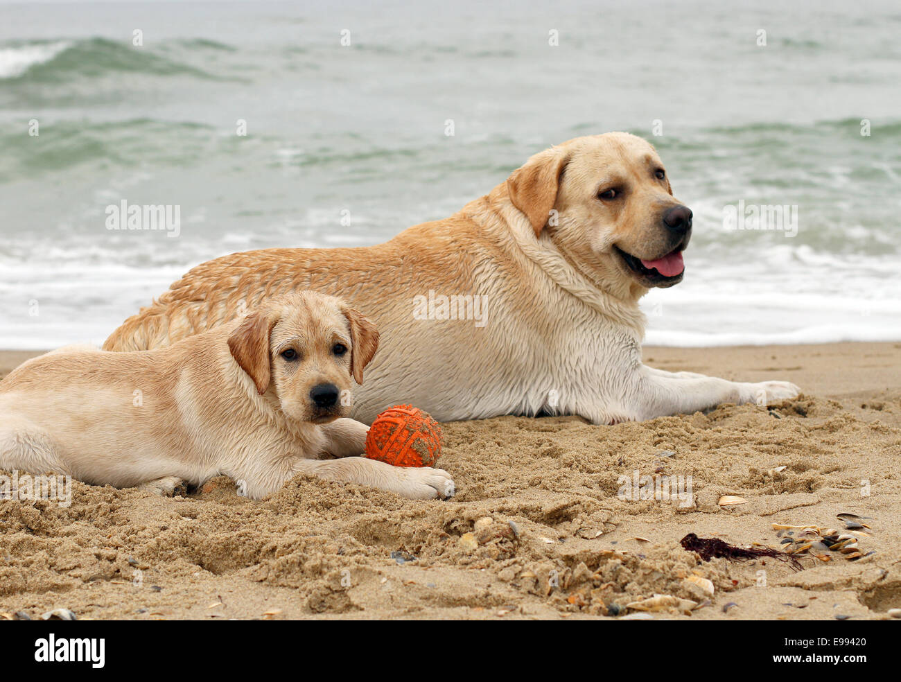 puppy and yellow labradors at the sea playing with an orange ball in ...