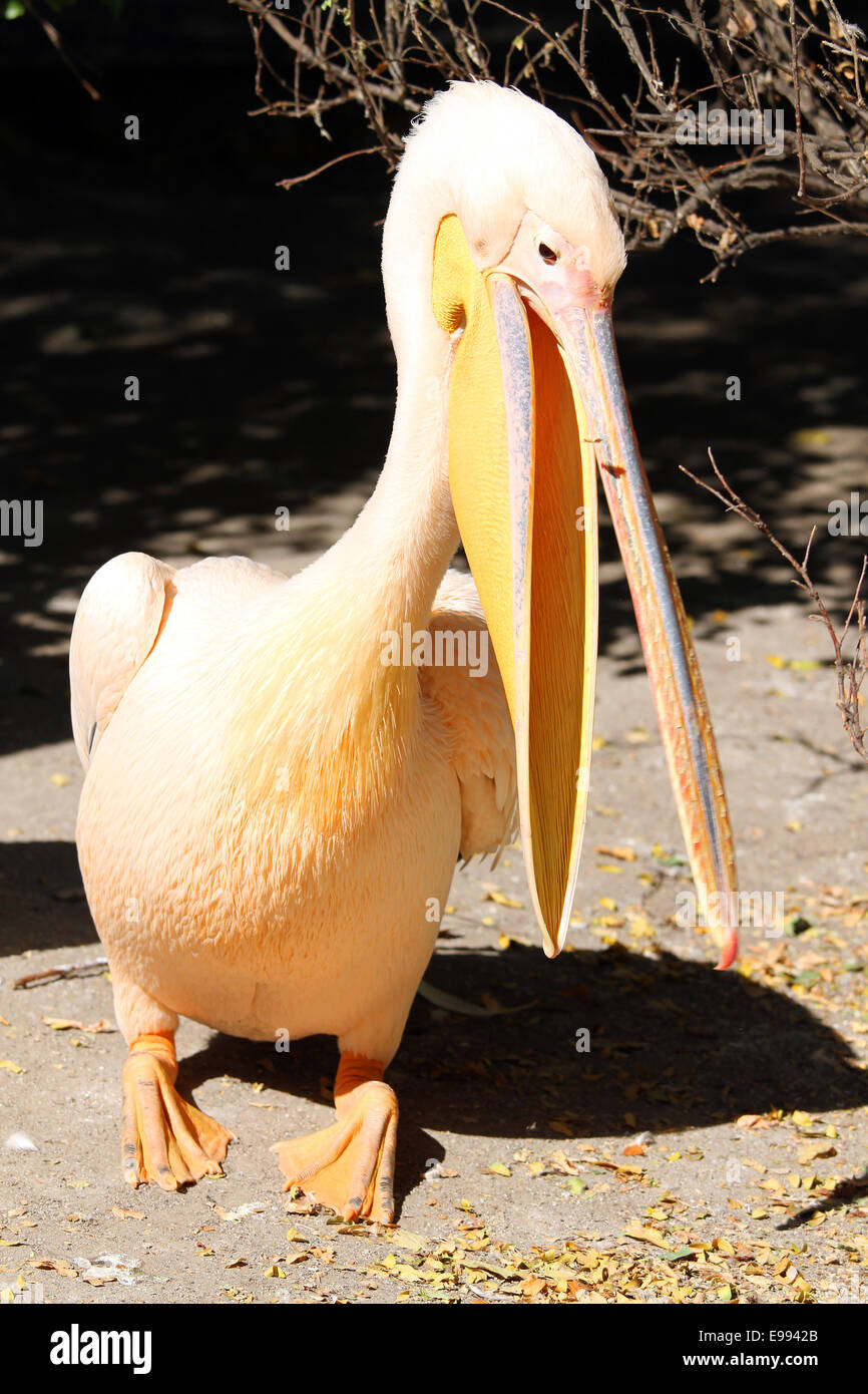 A great pelican (Pelecanus onocrotalus) in the zoo crying Stock Photo ...