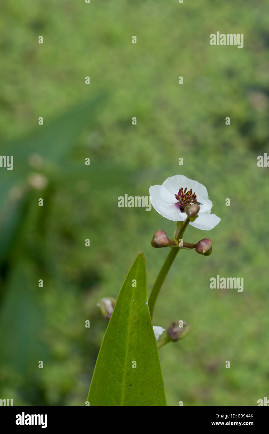 A single flower of Arrowhead against a green background taken on the ...