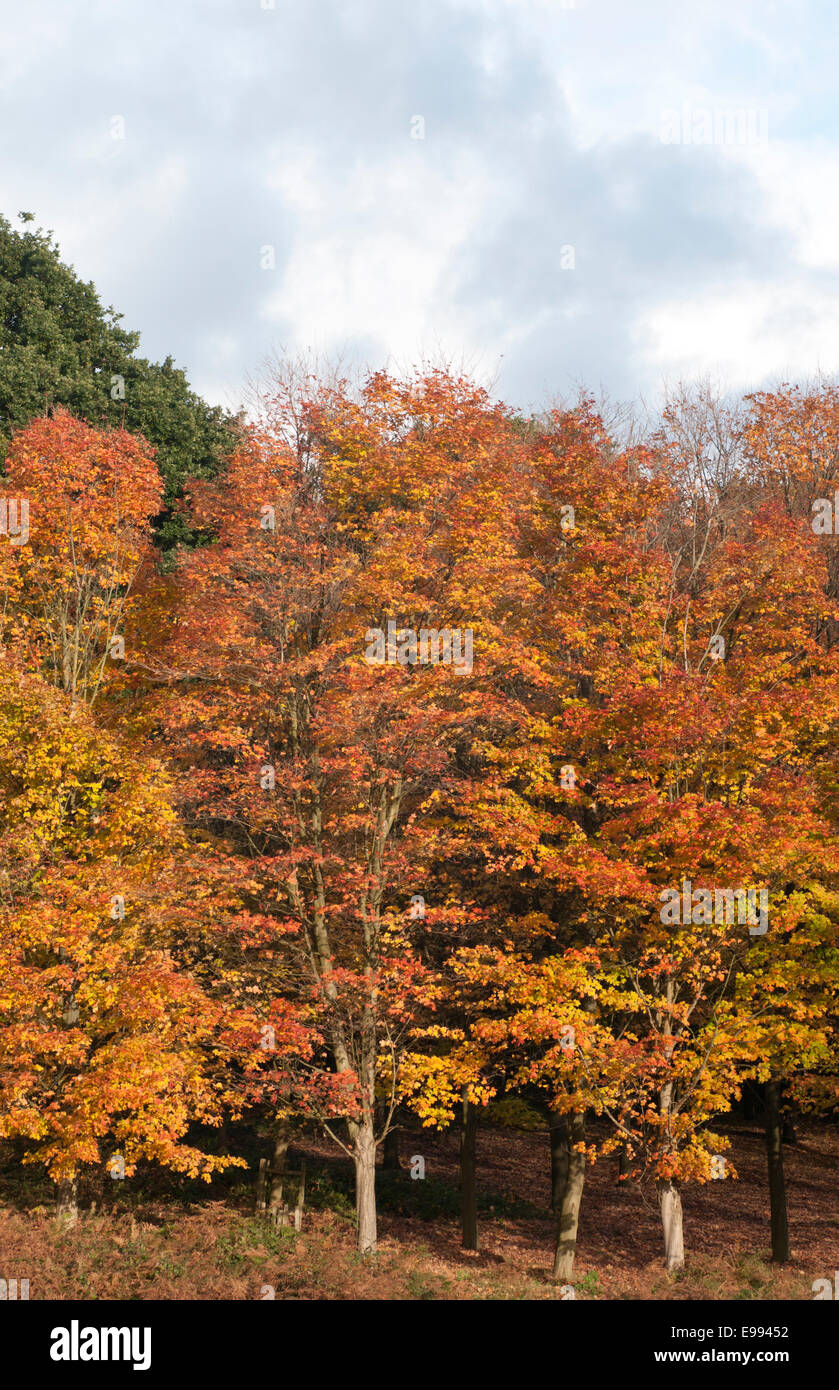 A stand of Maple trees taken in autumn as the leaves have changed ...