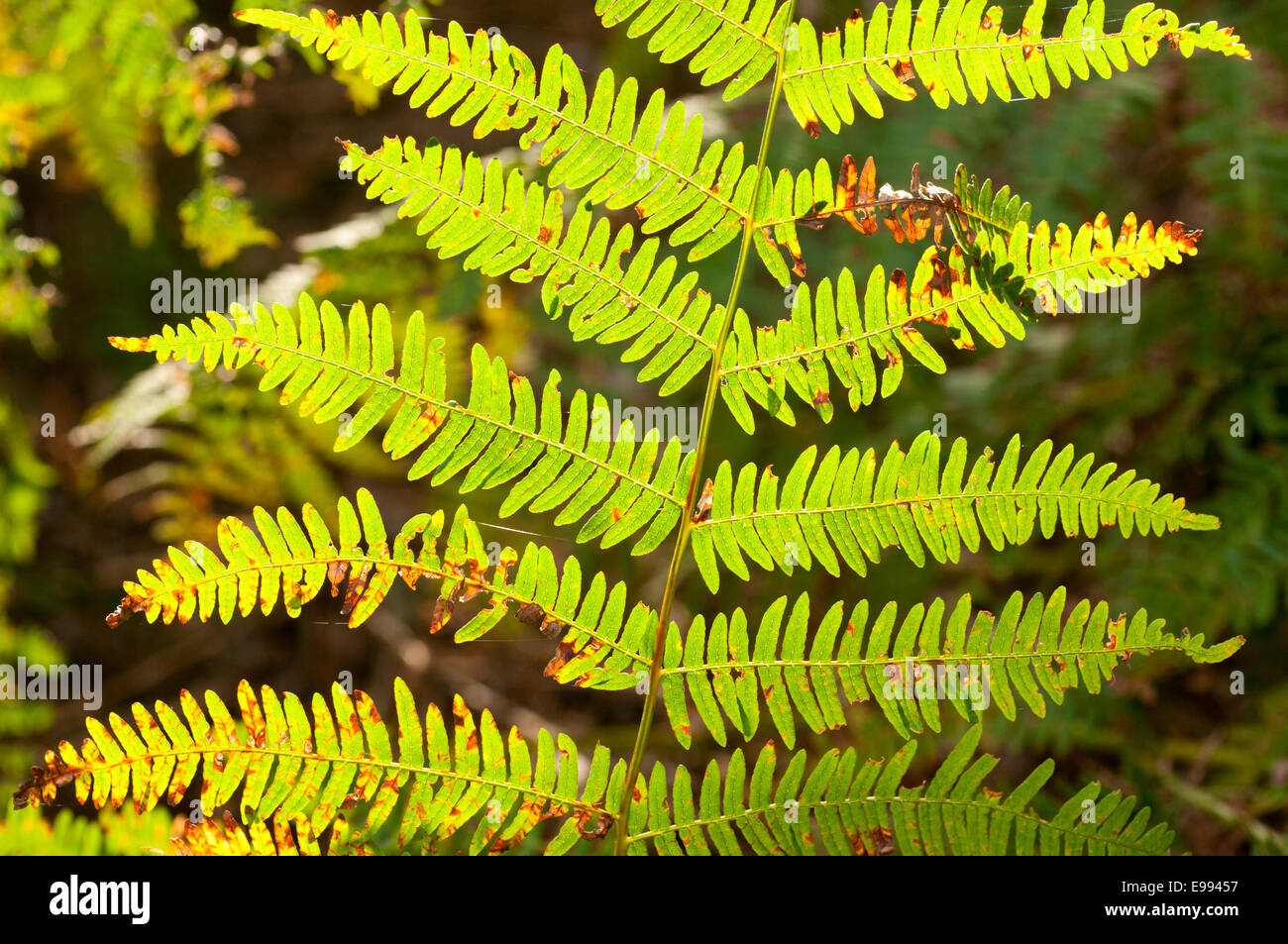 Fern leaves back lit hi-res stock photography and images - Alamy