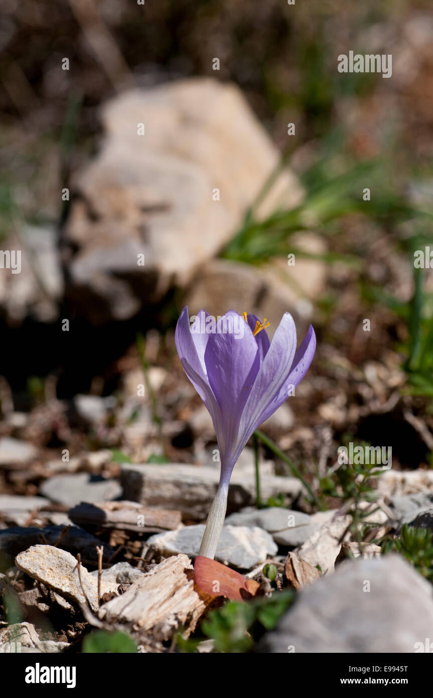 A single flower of Crocus serotinus to show the flower in its habitat ...