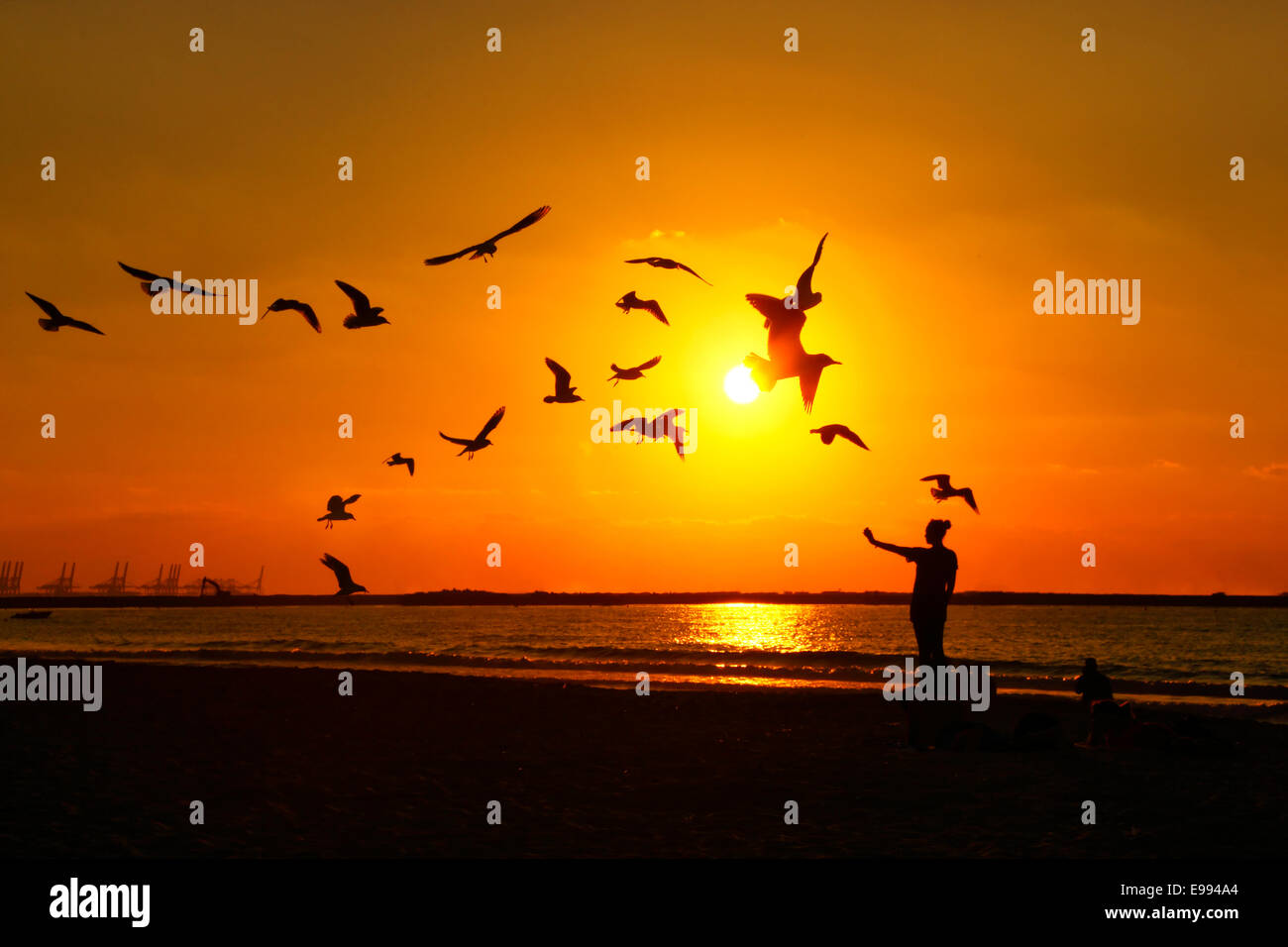 Female feeding birds at sunset on the Jumeirah beach in Dubai Stock ...