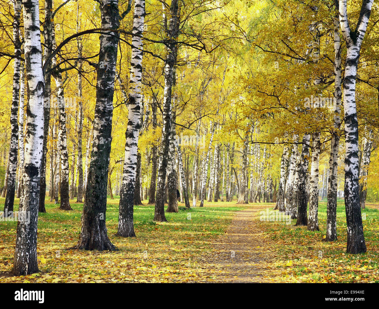 Golden pathway hi-res stock photography and images - Alamy